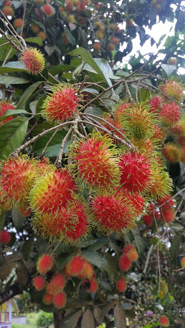 Warisan Petani: Musim Rambutan