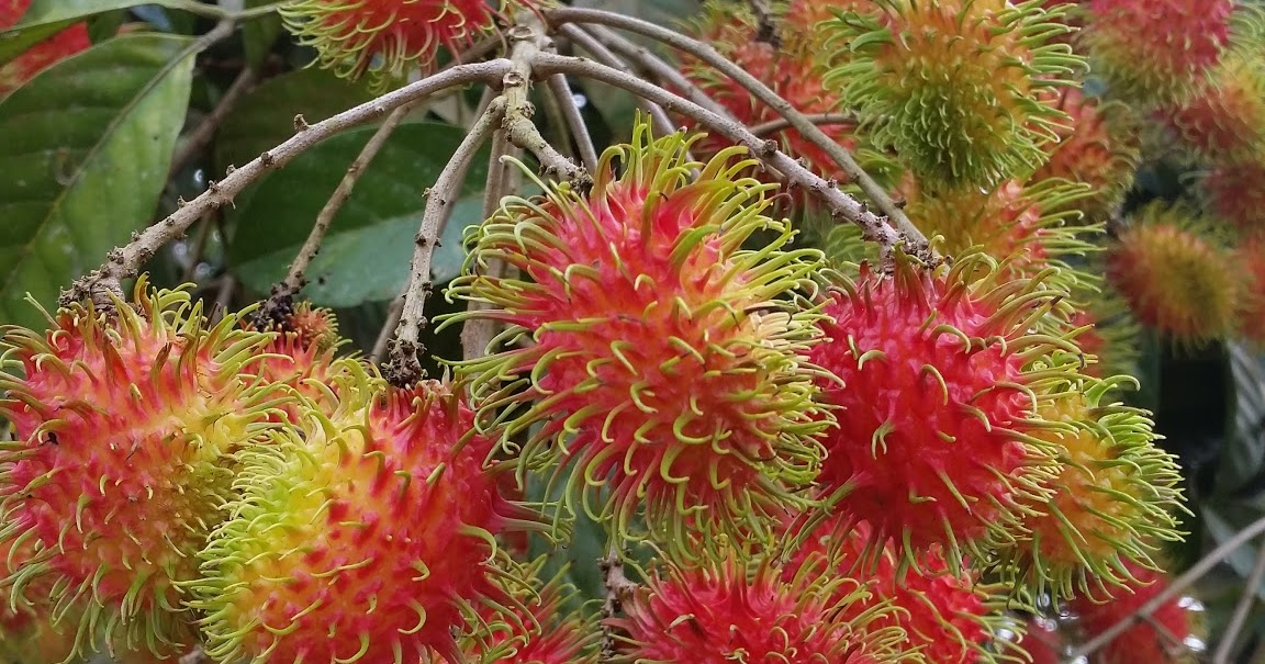 Warisan Petani: Musim Rambutan