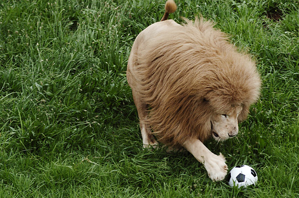 20 Funny animals playing soccer/football (20 pics) | Amazing Creatures