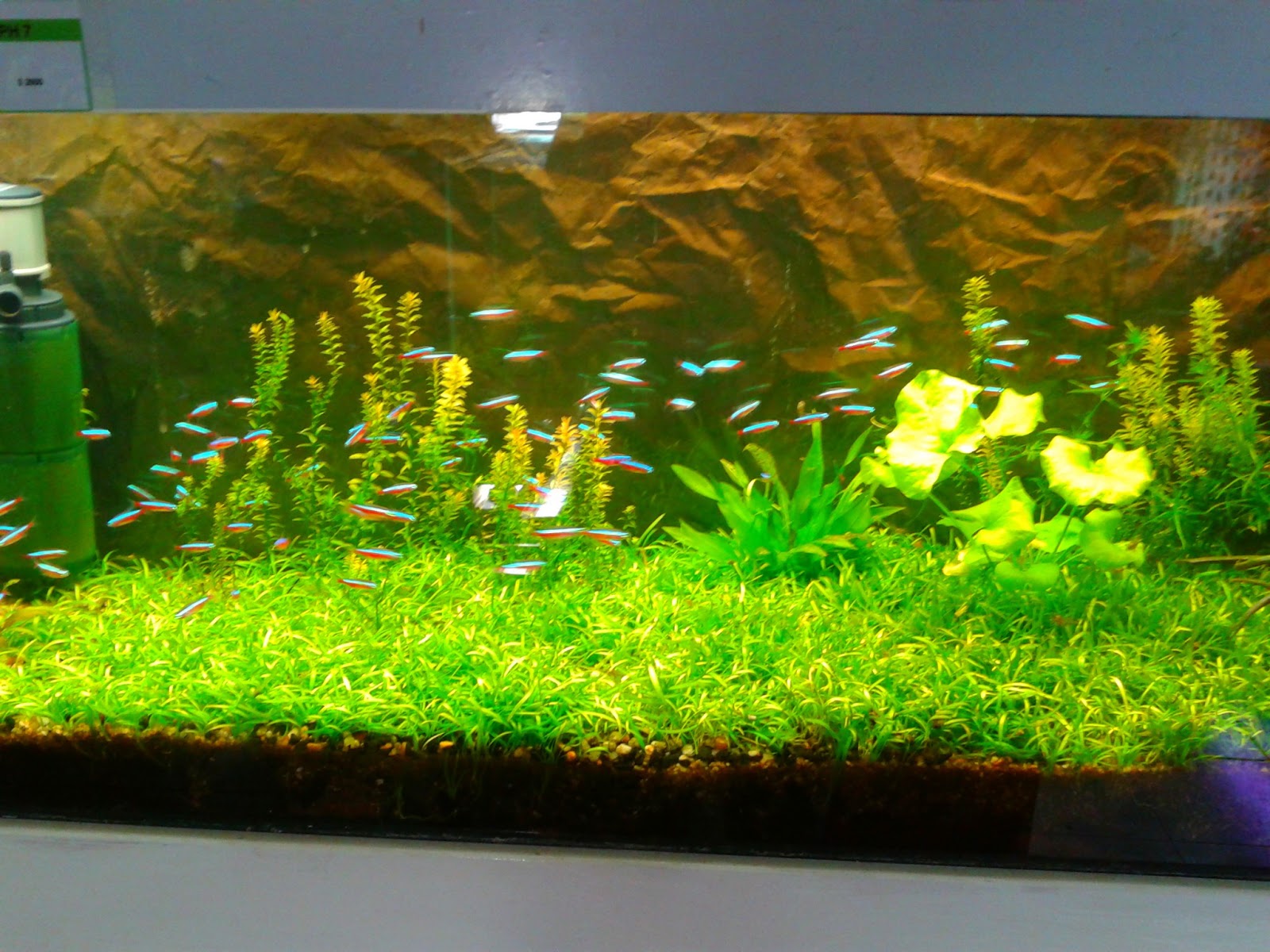 Como reconocer los tipos de pecera – Acuario Decorpez