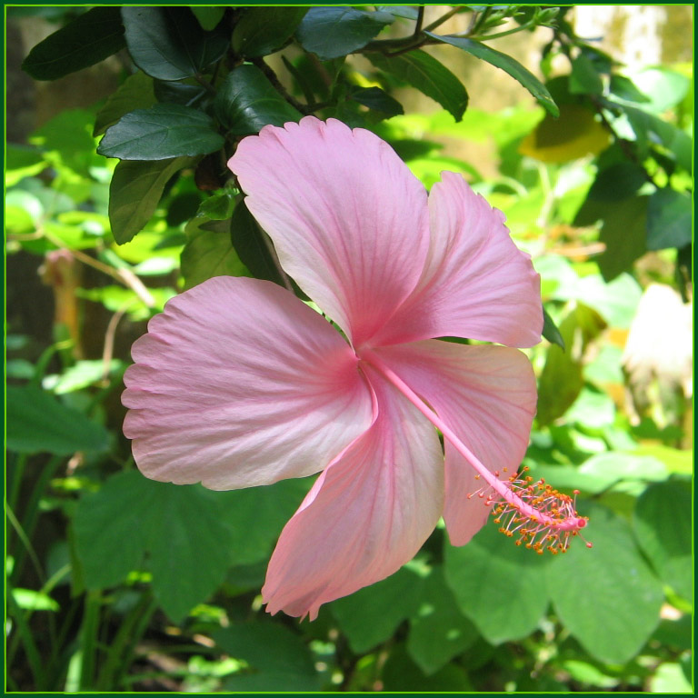 Nature Four Seasons: Flowers to cure certain diseases