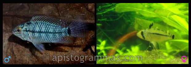 Apistogramma Ramirezi Peces amazonicos Acuarios Biotopos