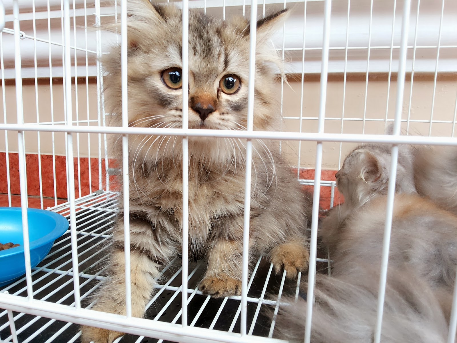 Jual Kucing Persia | Jual Peralatan , Perlengkapan , dan Aksesoris ...