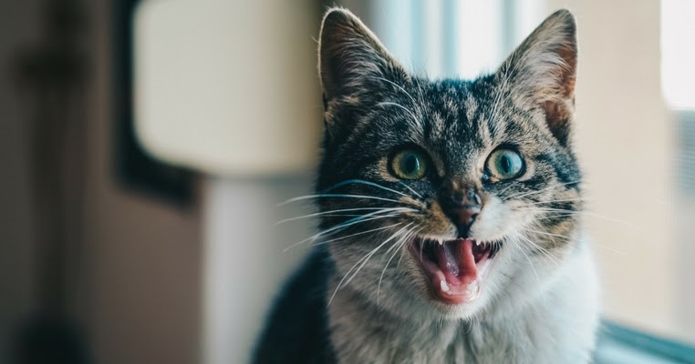 che cos'è il Flehmen