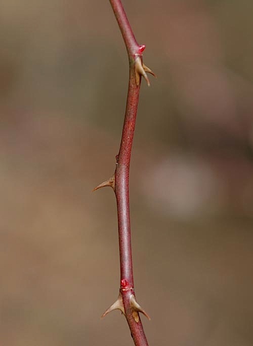 Field Biology in Southeastern Ohio: Some Ohio Roses