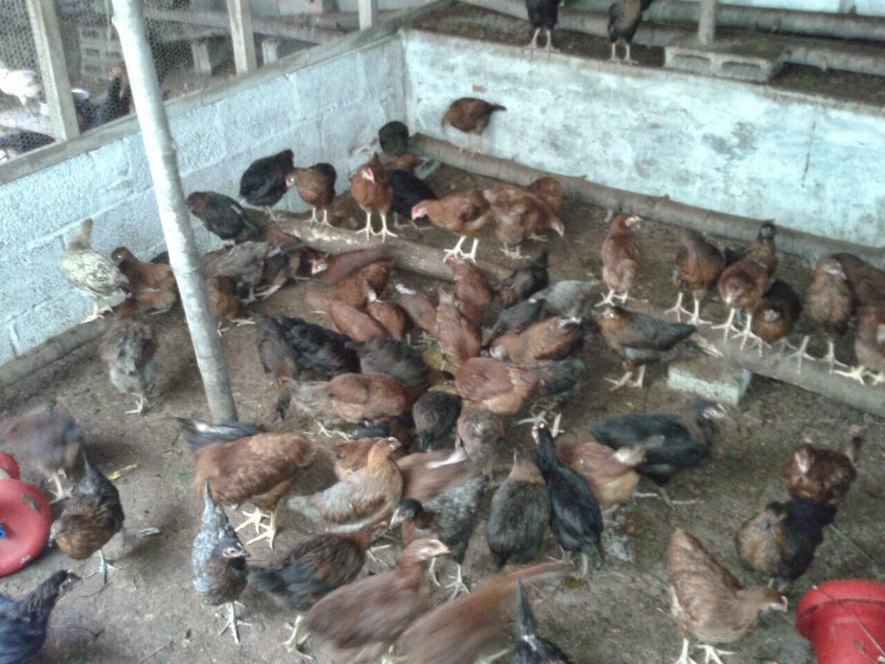 Organic Country chicken farming