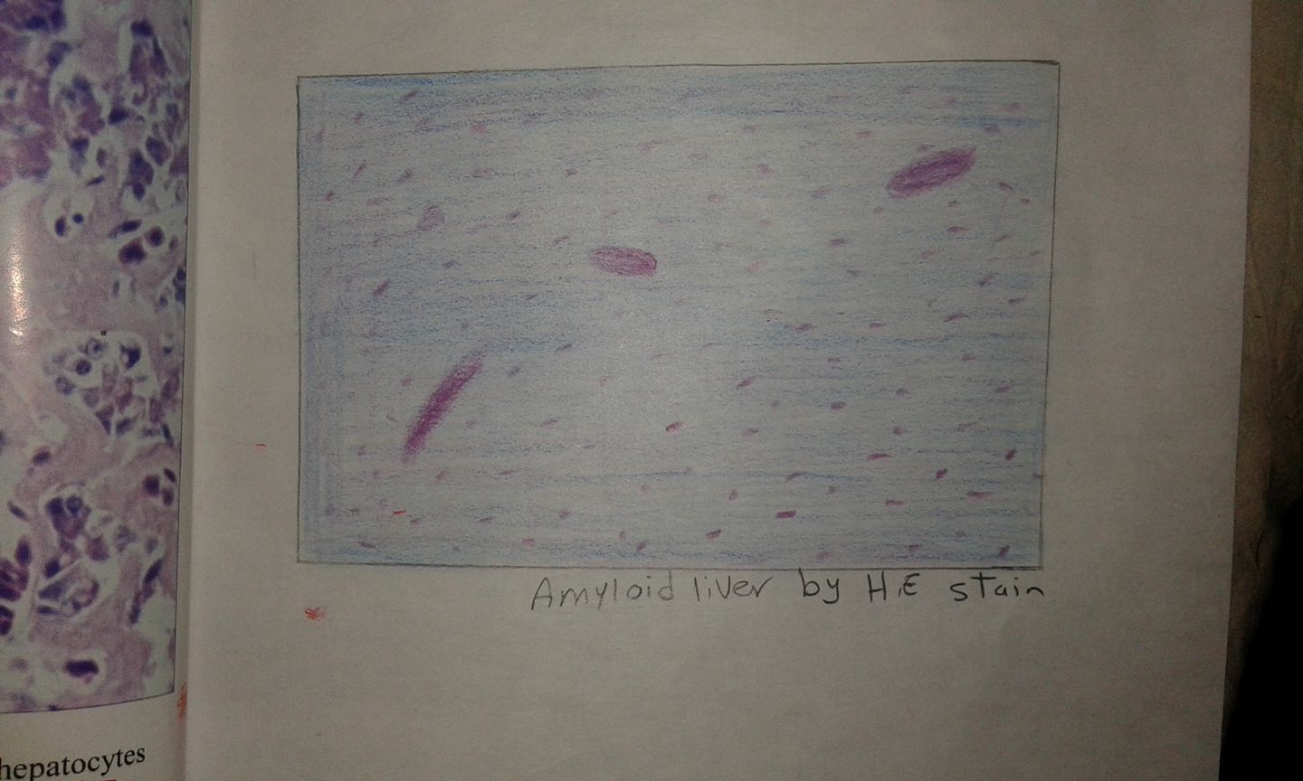 Pathology (3rd Section) "Drawing" ~ Damanhour Veterinary Medicine