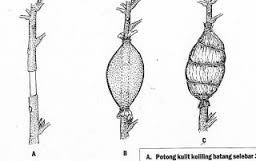Have Fun Class: PLANT PROPAGATION