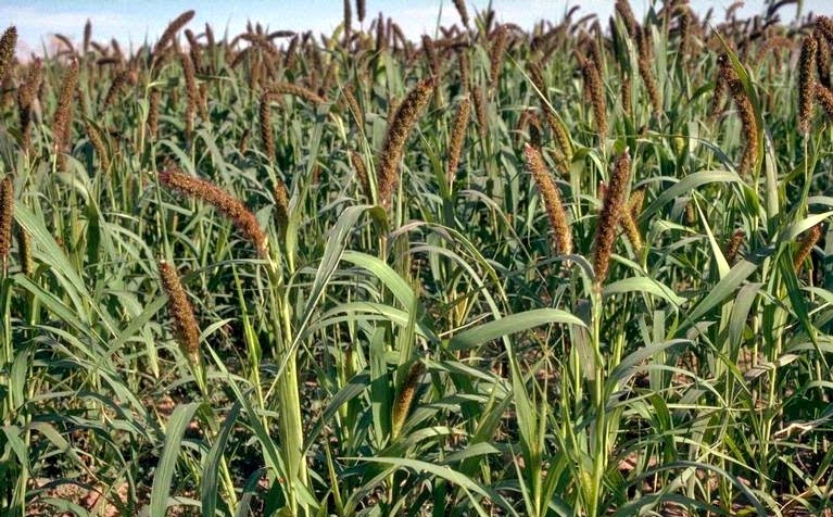 Budidaya Burung: Jenis Biji - Bijian Pakan Burung Ocehan - Agar Gacor