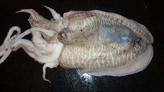 ollasferroviarias: CACHON/ JIBIA/ SEPIA EN SU TINTA CON ARROZ EN BLANCO