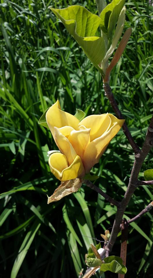 Peonies & Magnolias: Judy Zuk Is Blooming