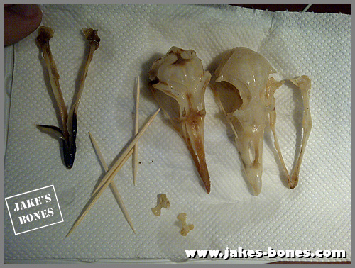 My brilliant new clever invention for cleaning bones : Jake's Bones