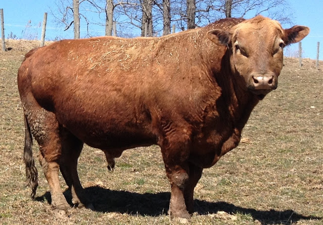 The American Cowboy Chronicles: Cattle Breed -- Beefalo