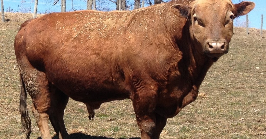 The American Cowboy Chronicles: Cattle Breed -- Beefalo