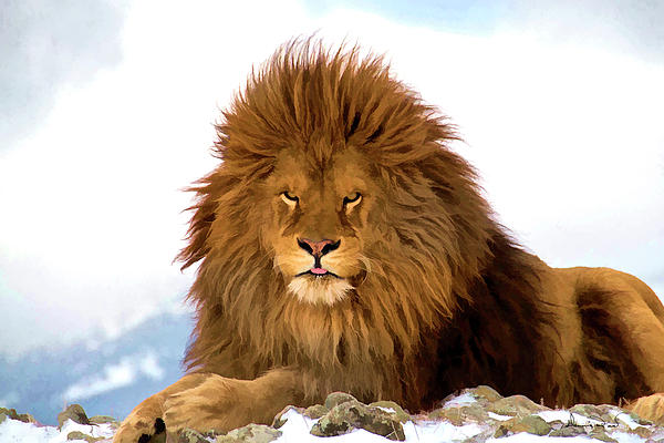 About Wild Animals lion: The Barbary Lion Project