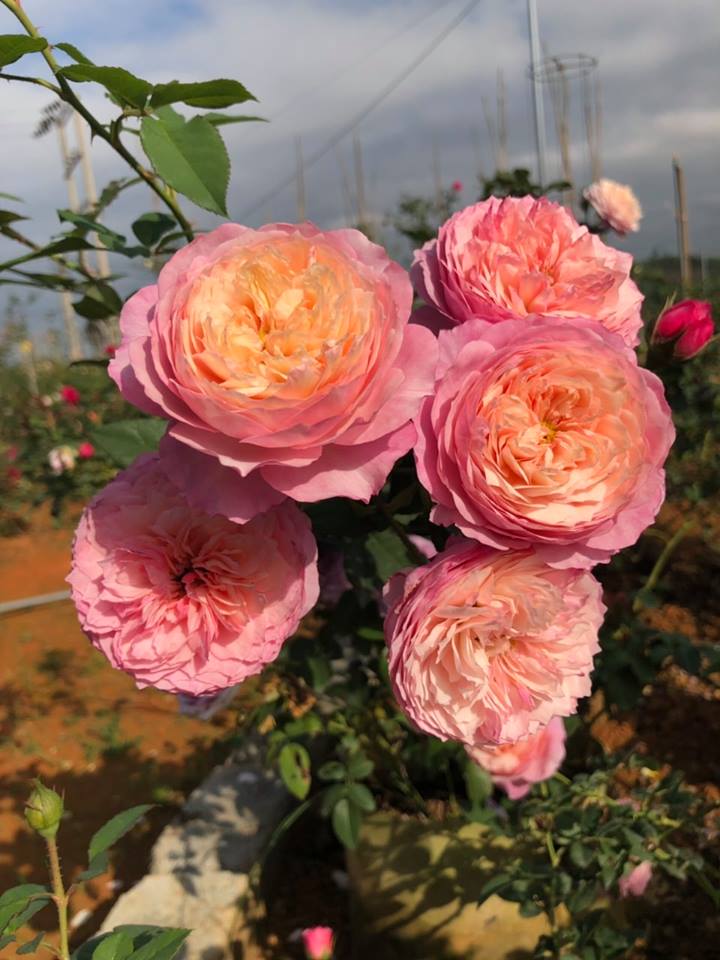 Роза Констанс Фото И Описание Отзывы – Telegraph