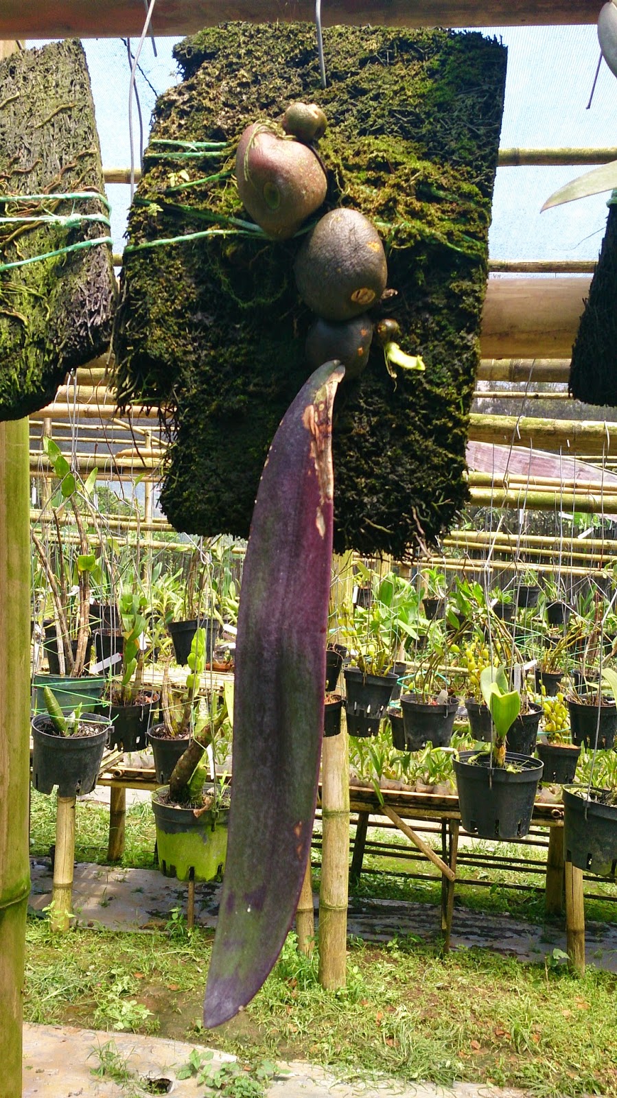 CENTRA ANGGREK: Bulbophyllum Phalaenopsis (anggrek dasi)