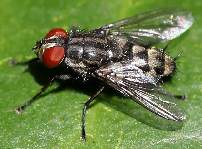 Variety of Life: Miltogramminae