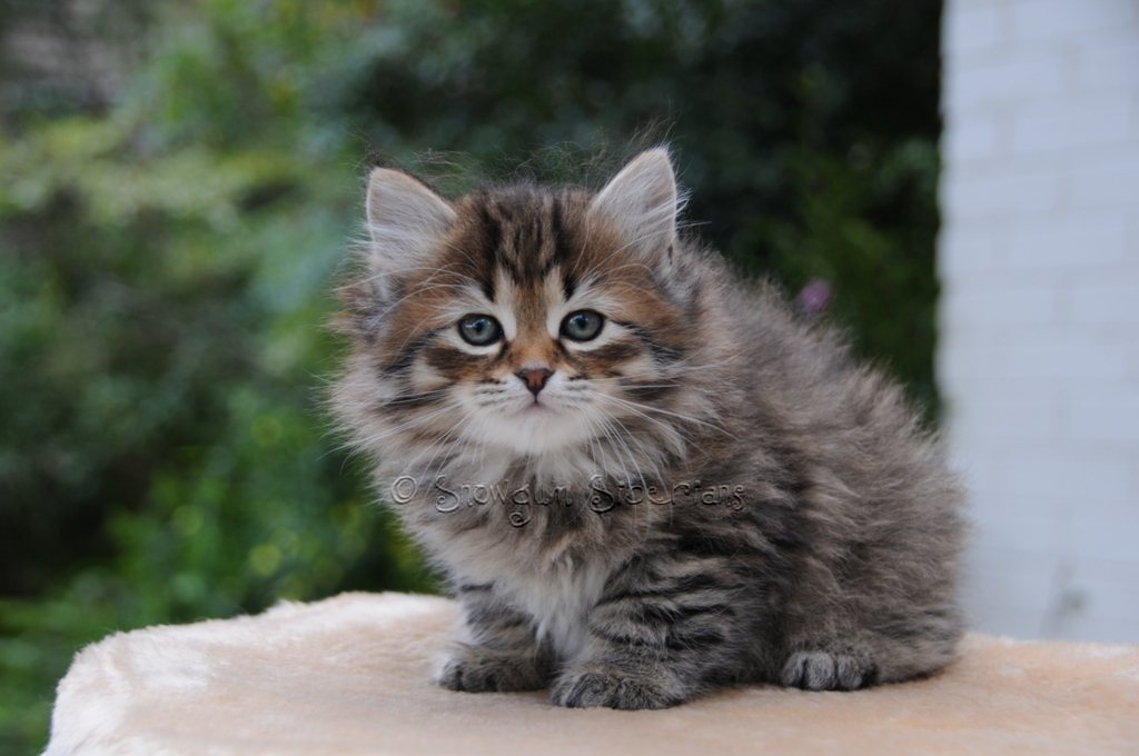 Snowgum Siberian Cats and Kittens: 8 weeks