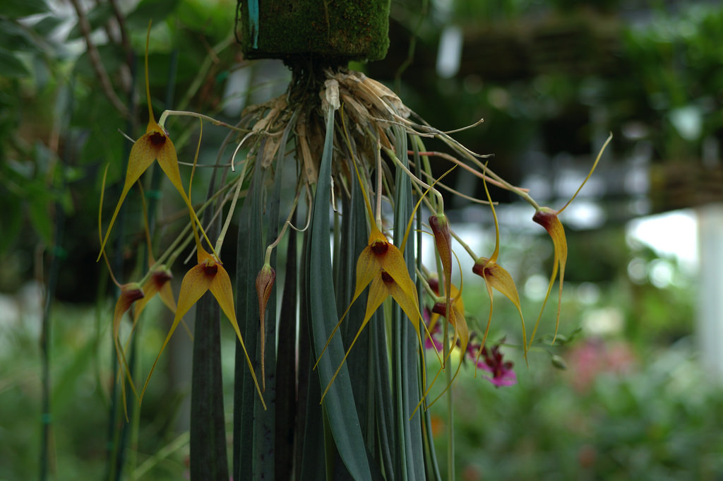 Masdevallia caesia care and culture | Travaldo's blog