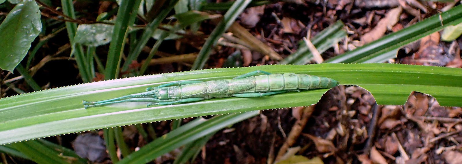 BunyipCo: The Peppermint Stick-Insect