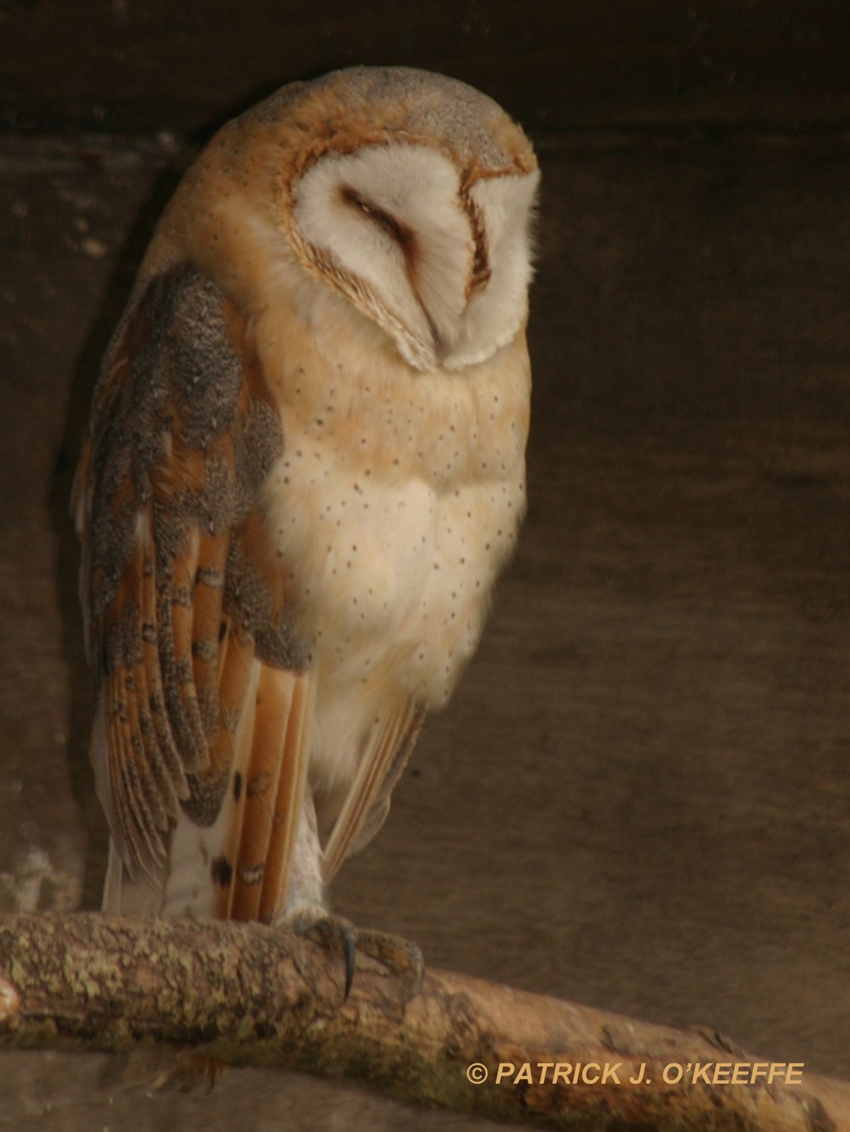 Raw Birds: BARN OWL Tyto alba Co. Sligo, Ireland