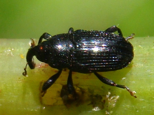 INSECTOS DE P.R. In Memoriam Dr Luis F Martorell y Dr Alain Liogier ,DR ...