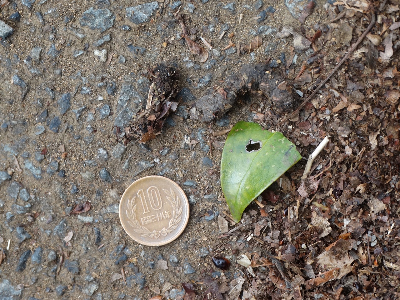 故有事: テン糞の内容物 The contents of marten's droppings