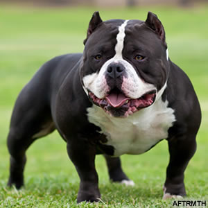 MorsoRosso: STORIA & STANDARD - AMERICAN BULLY