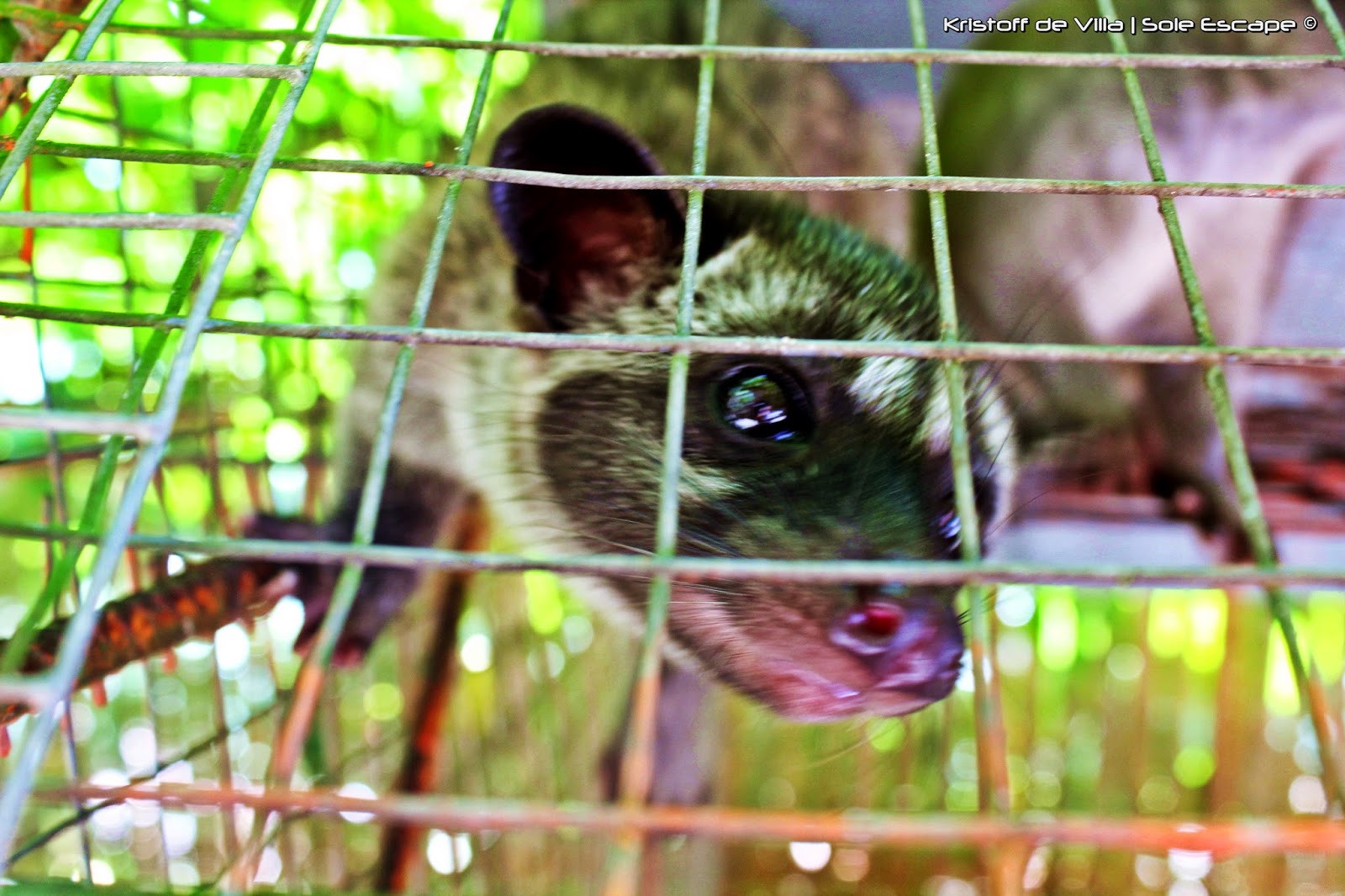 Sole Escape: Exploring Bohol in ONE Day!!! WARNING: LONG POST