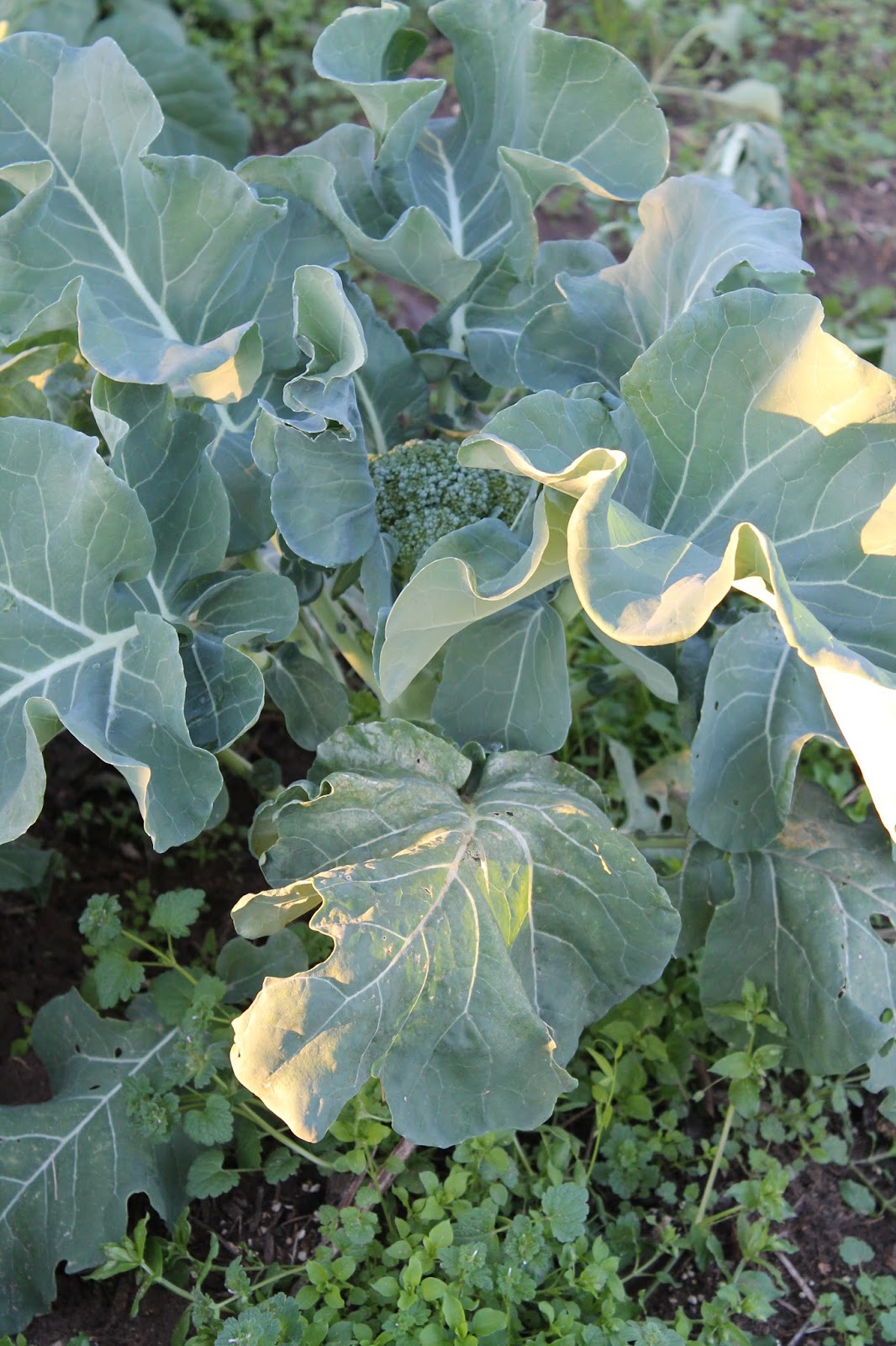 Sprouting baby broccoli.....