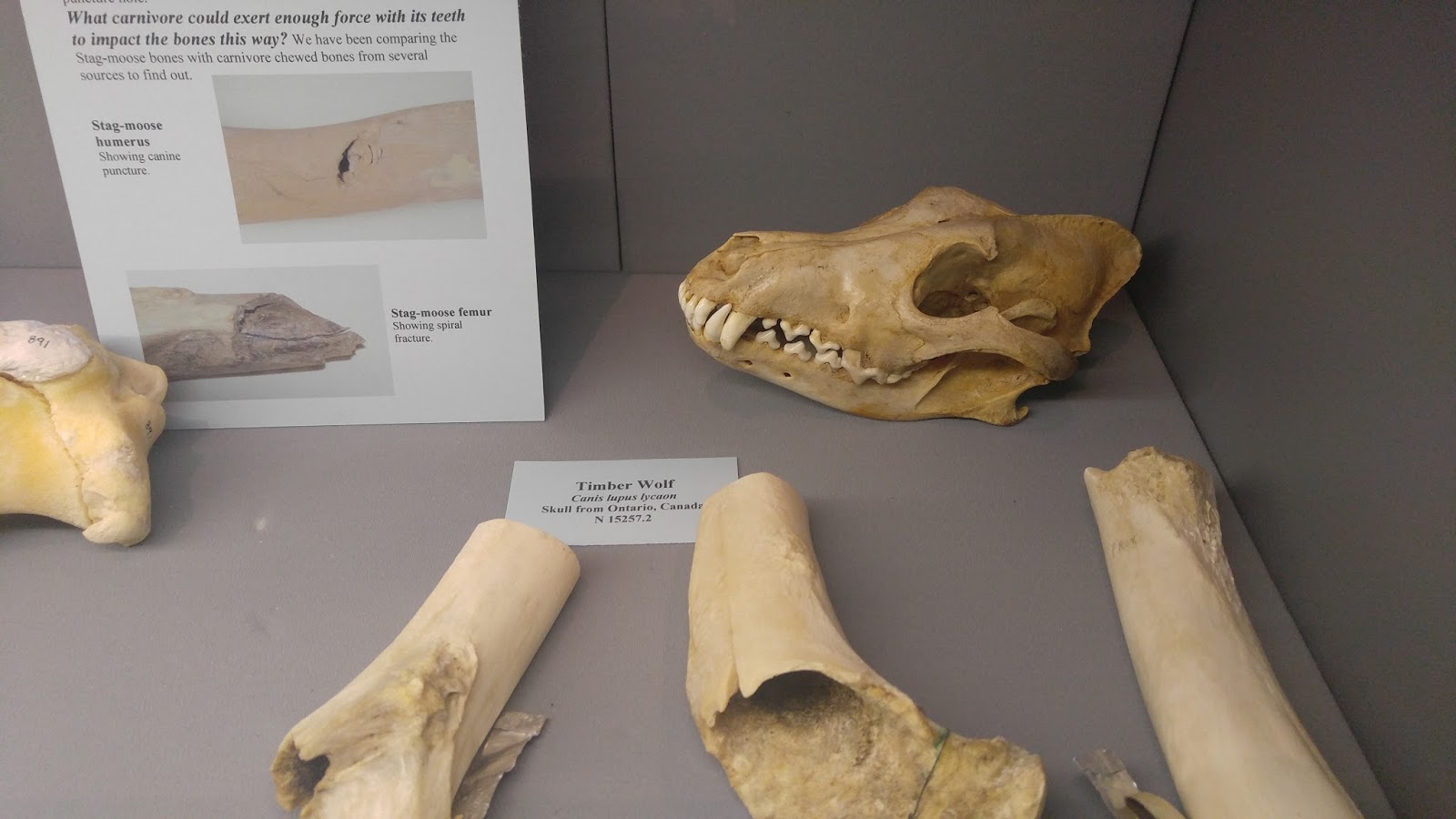 Travels of a Hobgoblin Taphophile: Fossil Stag Moose - Ohio History Center