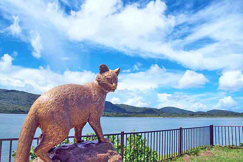 Ryukyu Life: Wildcat Facts and Photos - Iriomote Yamaneko