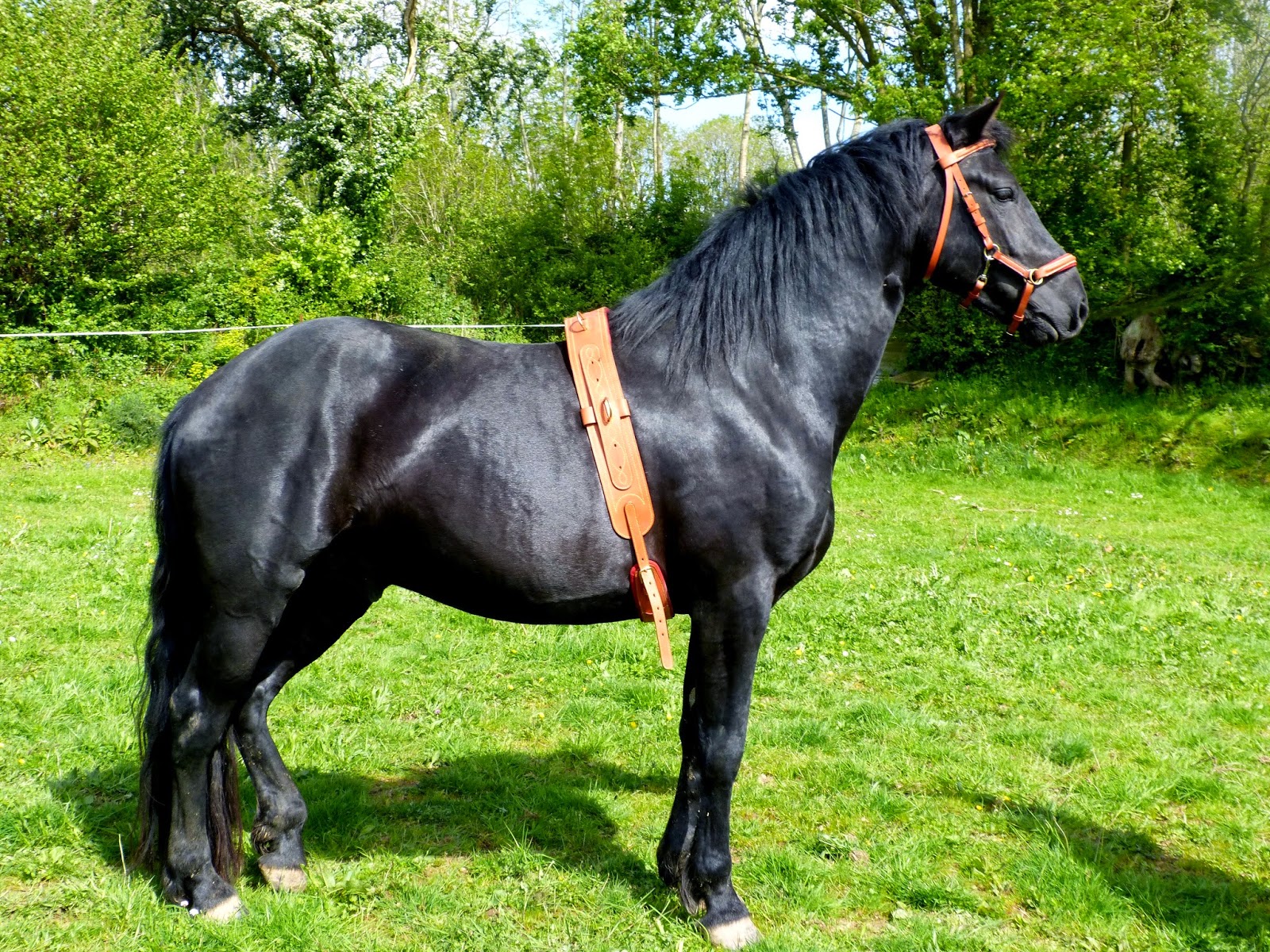 Sellerie Othello: Surfaix de Présentation