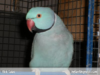 INFORMATION ABOUT PARROT'S