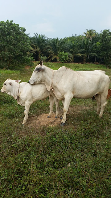Warisan Petani: Ternakan Lembu 10 : Anak-anak Lembu.