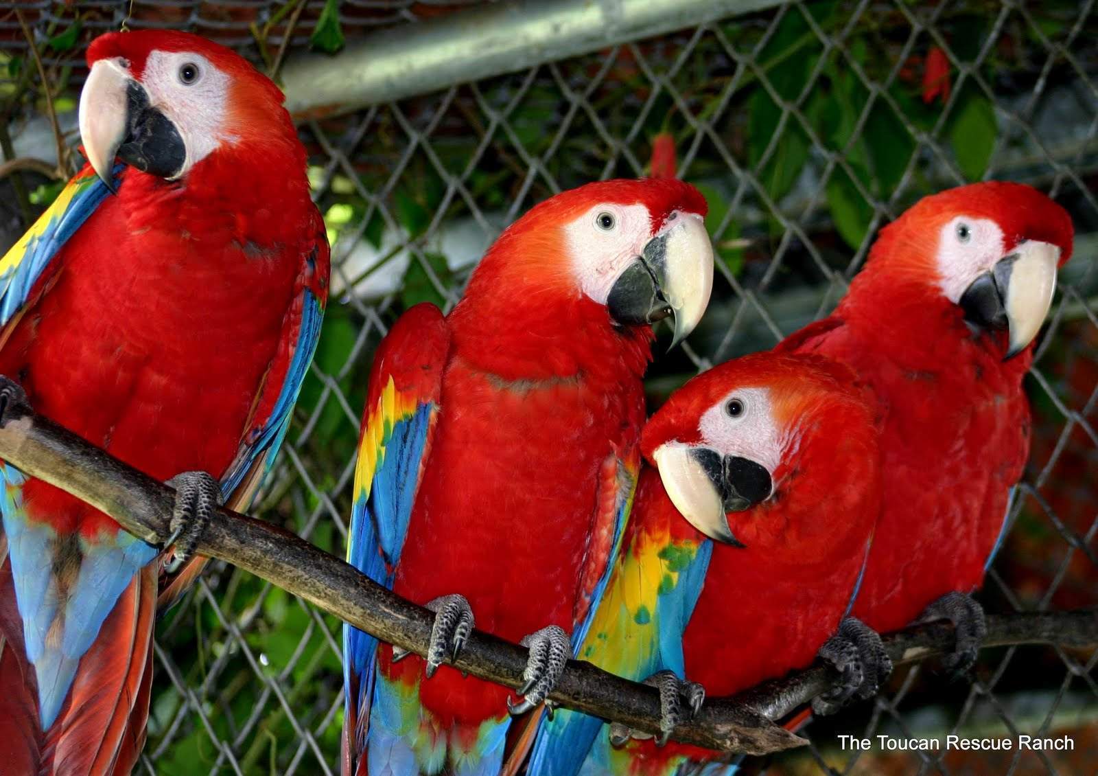 CARA BETERNAK BURUNG IMPORT | BURUNG MACAW DAN AFRICAN GREY | Harga ...