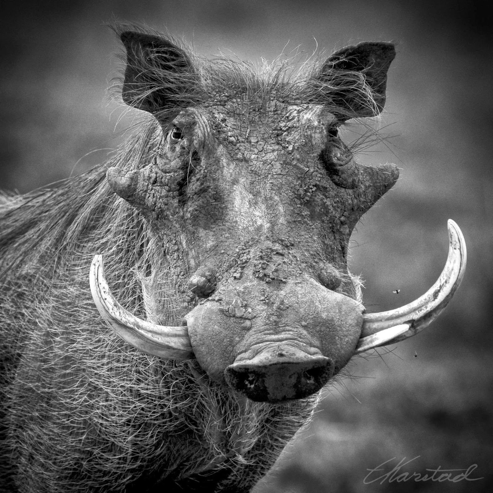 Elsen Karstad's 'Pic-A-Day Kenya': Old Tusker, Masai Mara Kenya