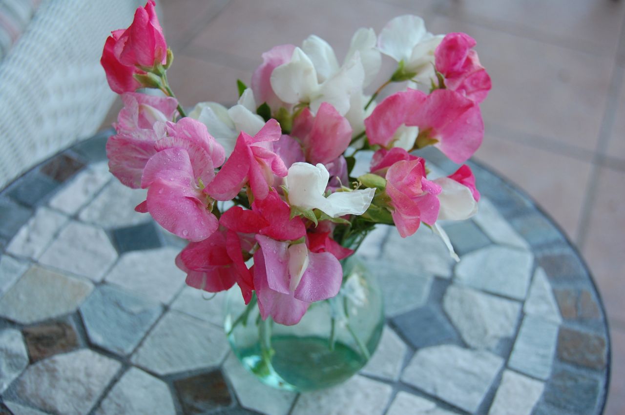 Jeannie's Fairy Rose Louisiana Garden: Hello Morning Glory - Goodbye ...