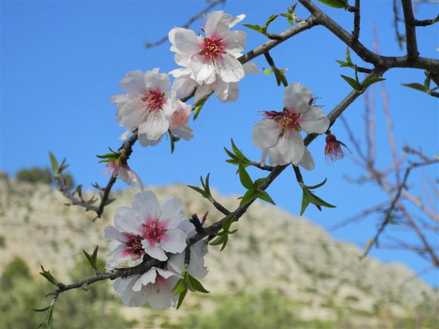 THE VIEW FROM FEZ: Spring Flowers in Fez