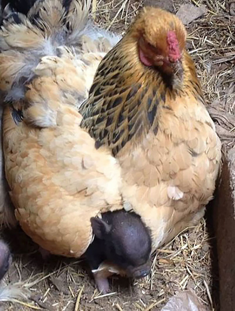 10 Photos Proving That Hens Are The Best Moms In The Animal Kingdom