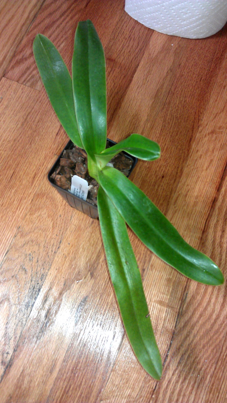 Maria's Orchids: Paphiopedilum Sanderianum