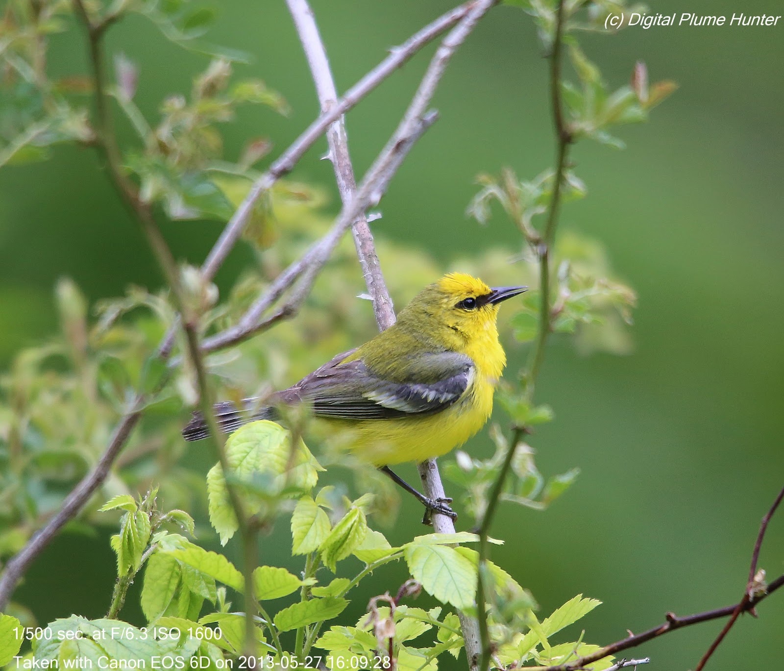 Hunting Digital Plumes in the US and Beyond: Indigo Bunting, Blue ...
