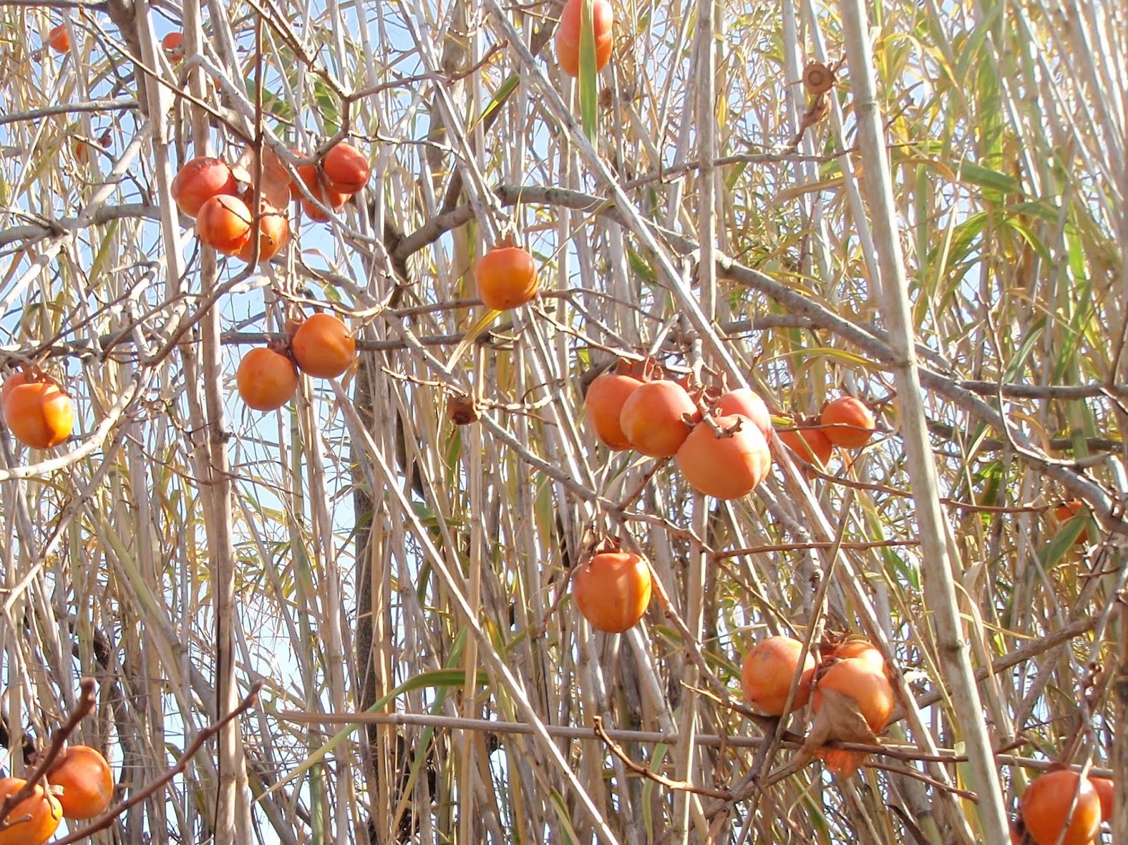 HERBARIO VIRTUAL DE BANYERES DE MARIOLA Y ALICANTE: Diospyros kaki ...