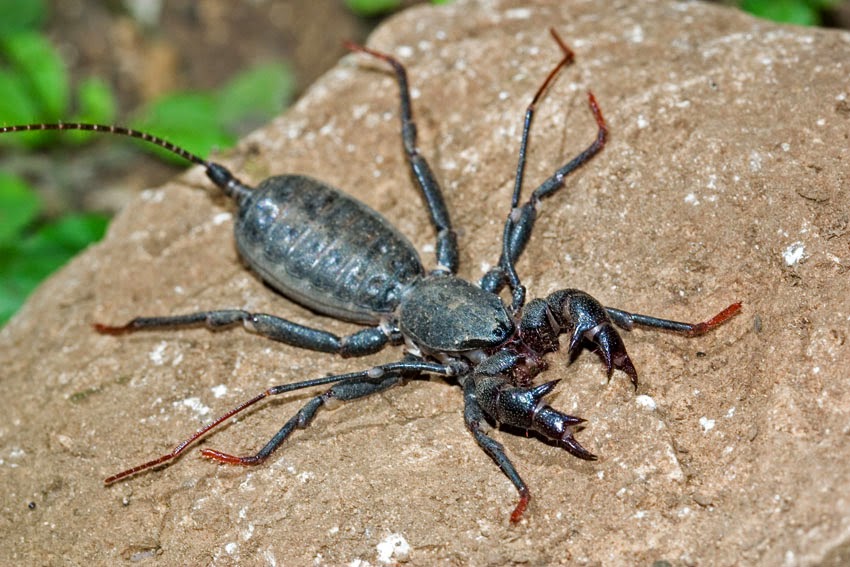 ¿Tóxicos o venenosos?