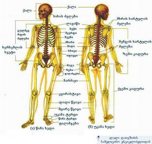 პროექტებით სწავლება