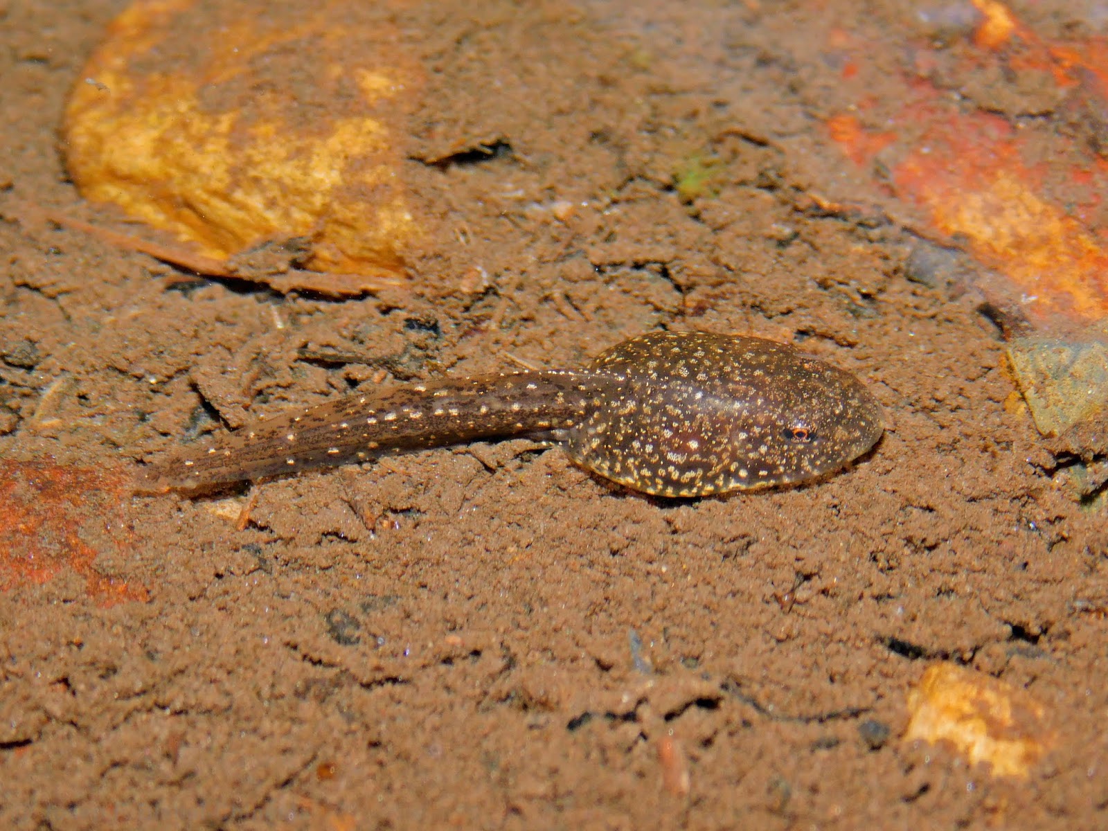 (Paleo-)Herpetología: Herp Trip - Reptiles y anfibios en los Montes de ...