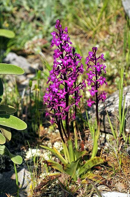 Orchids of Greece: Orchis quadripunctata