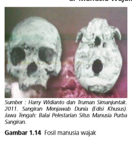 Mengungkap Sejarah Manusia Wajak (Homo Wajakensis) - Kita Punya