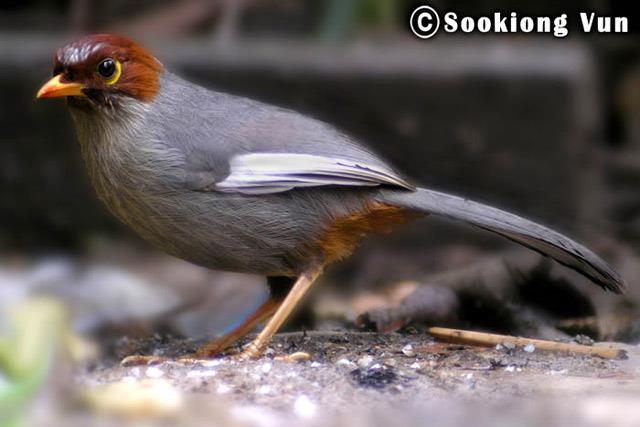 Gambar Burung Poksay | Tips Petani